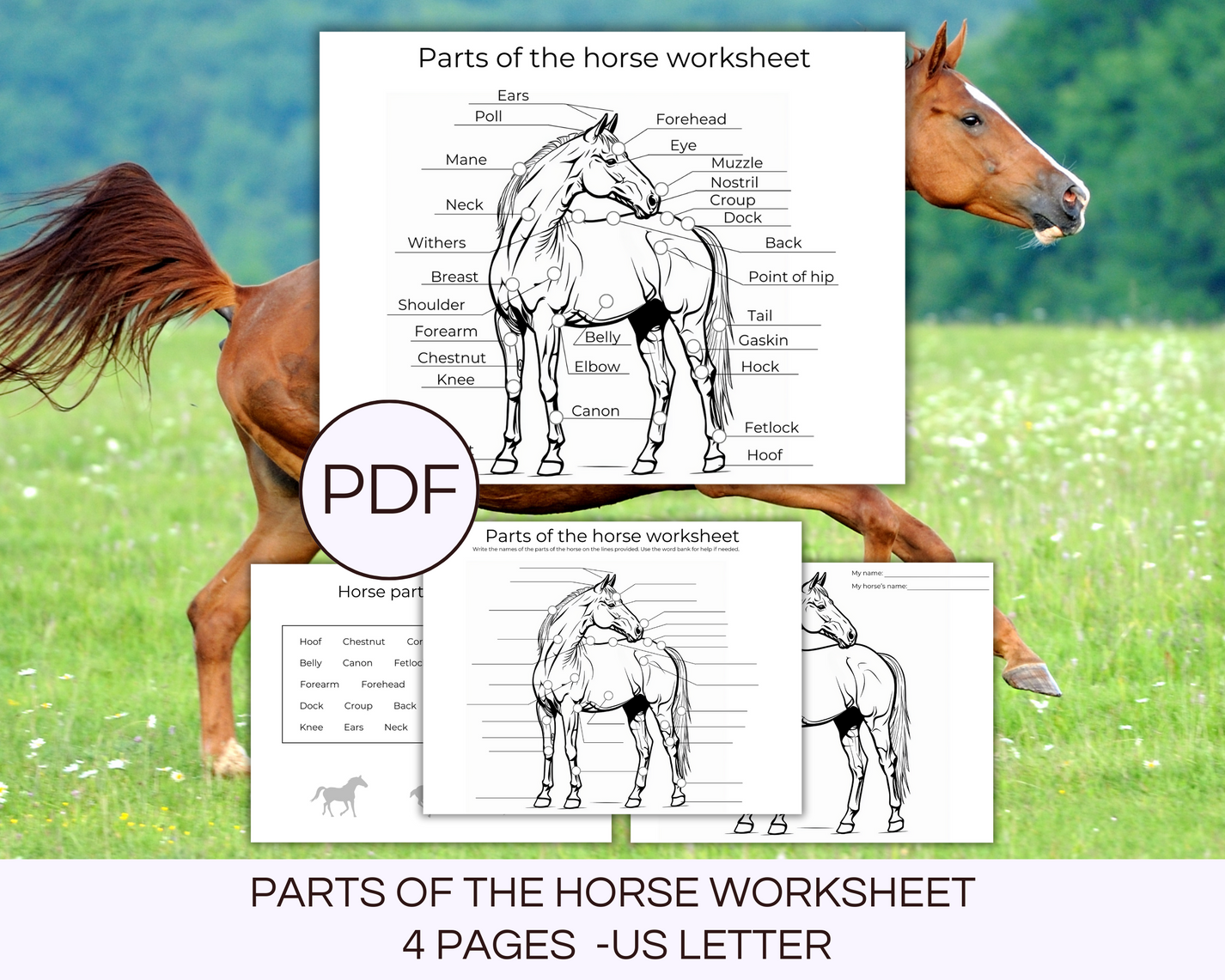 Horse anatomy worksheet: Parts of the Horse printable – Cloudberry Stables