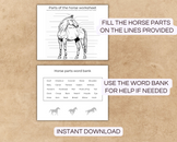 Horse anatomy worksheet: Parts of the Horse printable – Cloudberry Stables