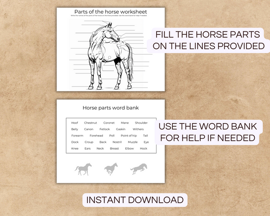 Horse anatomy worksheet: Parts of the Horse printable – Cloudberry Stables