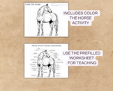 Horse anatomy worksheet: Parts of the Horse printable – Cloudberry Stables