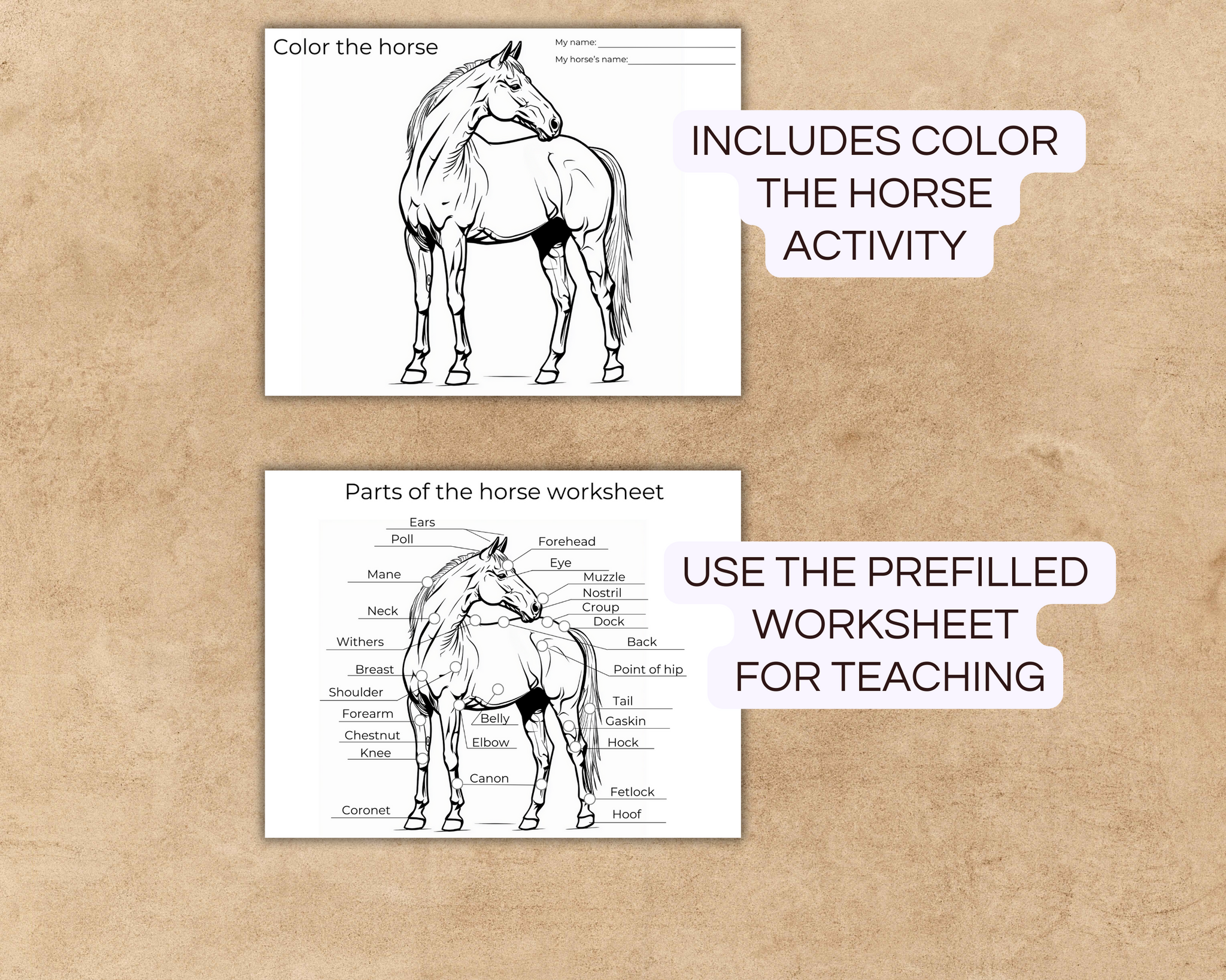 Horse anatomy worksheet: Parts of the Horse printable – Cloudberry Stables